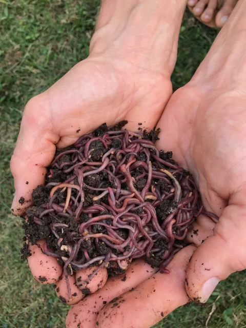 Kauai Worms