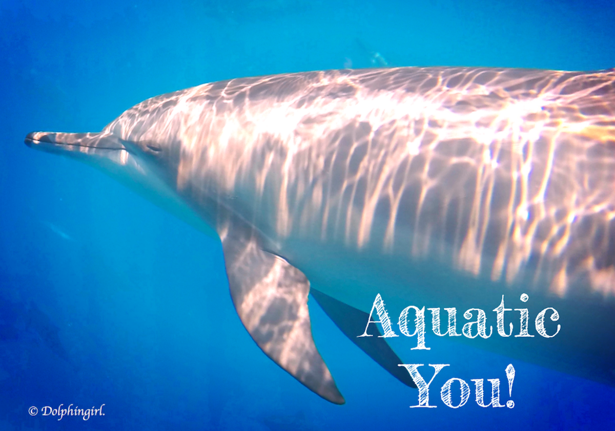 "Dolphin Release" Week One! — Dolphingirl