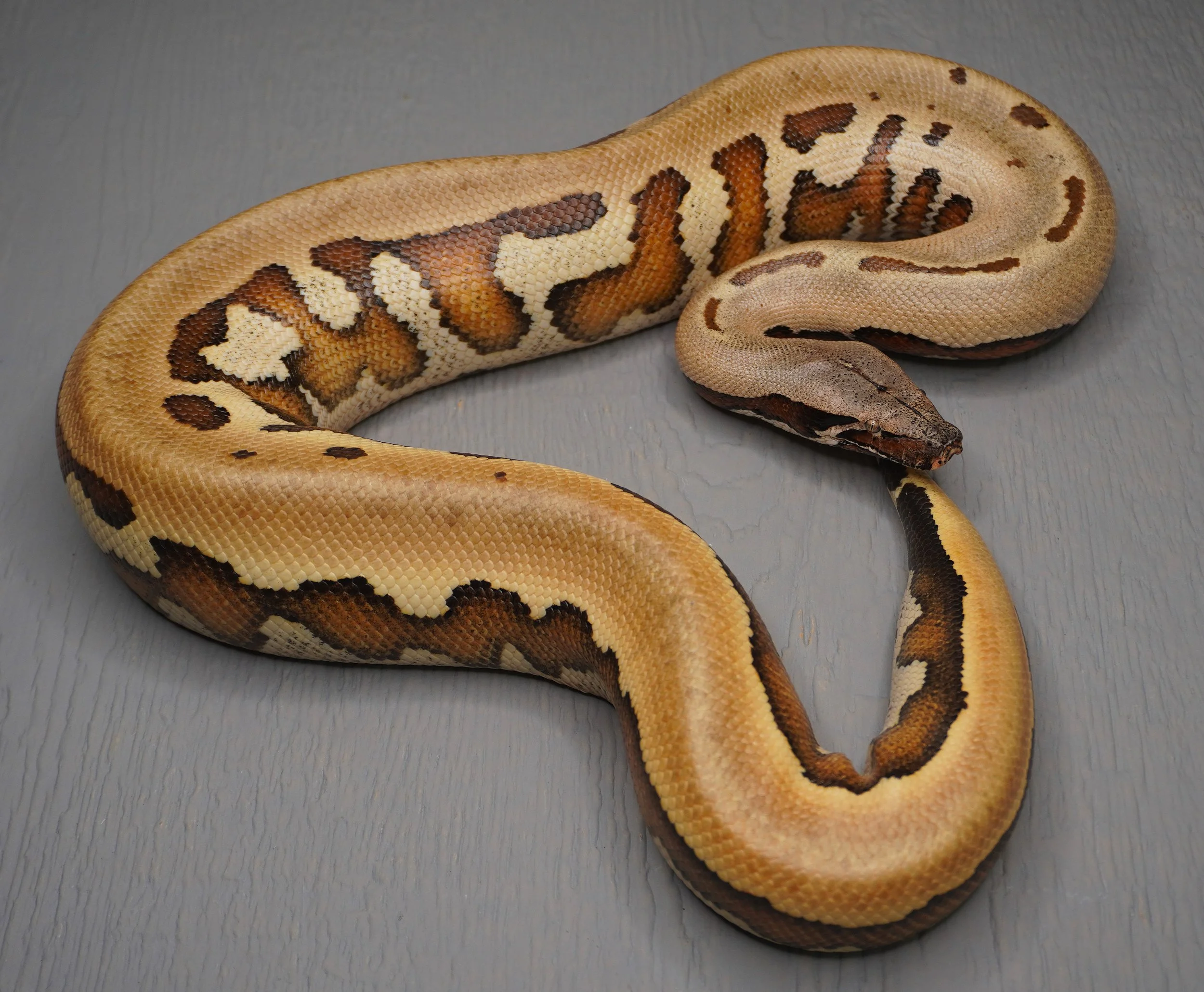 Shop — Cold Blooded Earth