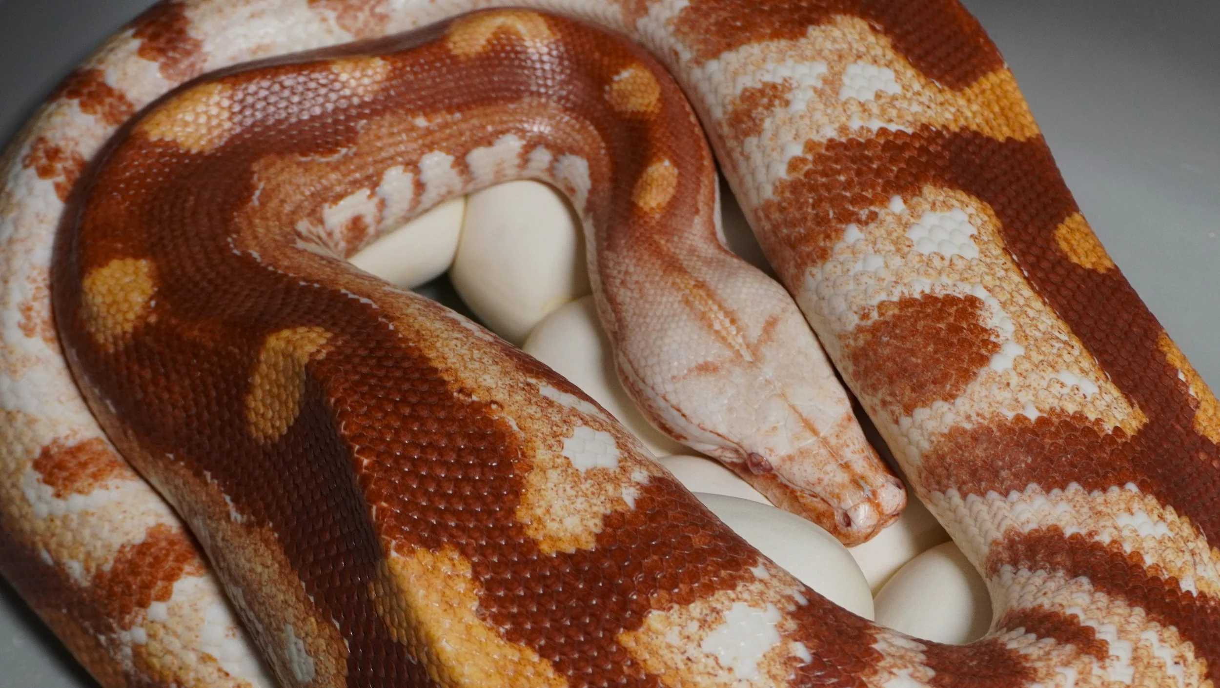 Journal — Cold Blooded Earth