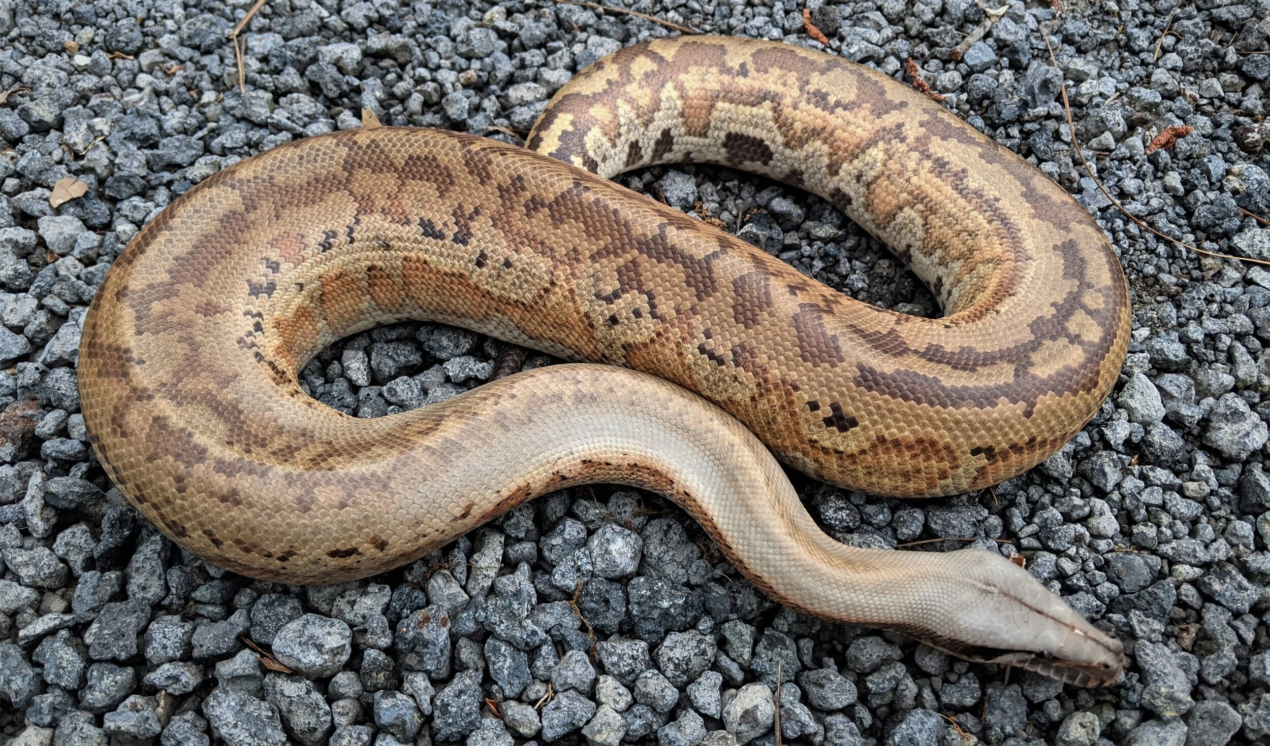 Breeders — Cold Blooded Earth