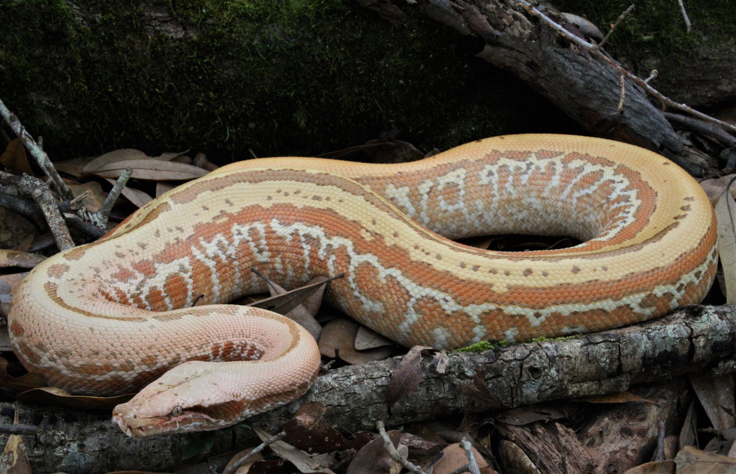 Weekly Journal — Cold Blooded Earth