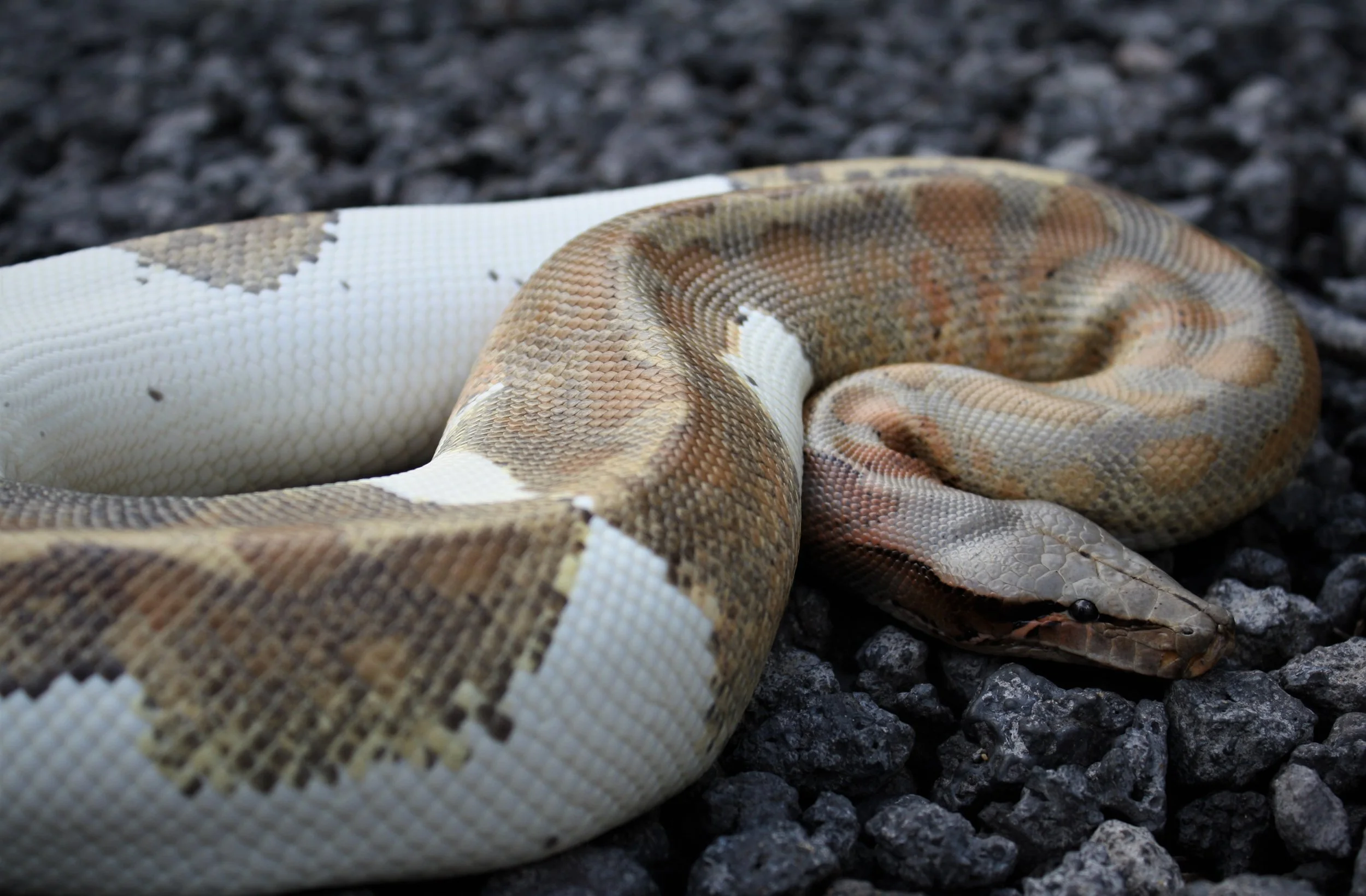 Weekly Journal — Cold Blooded Earth