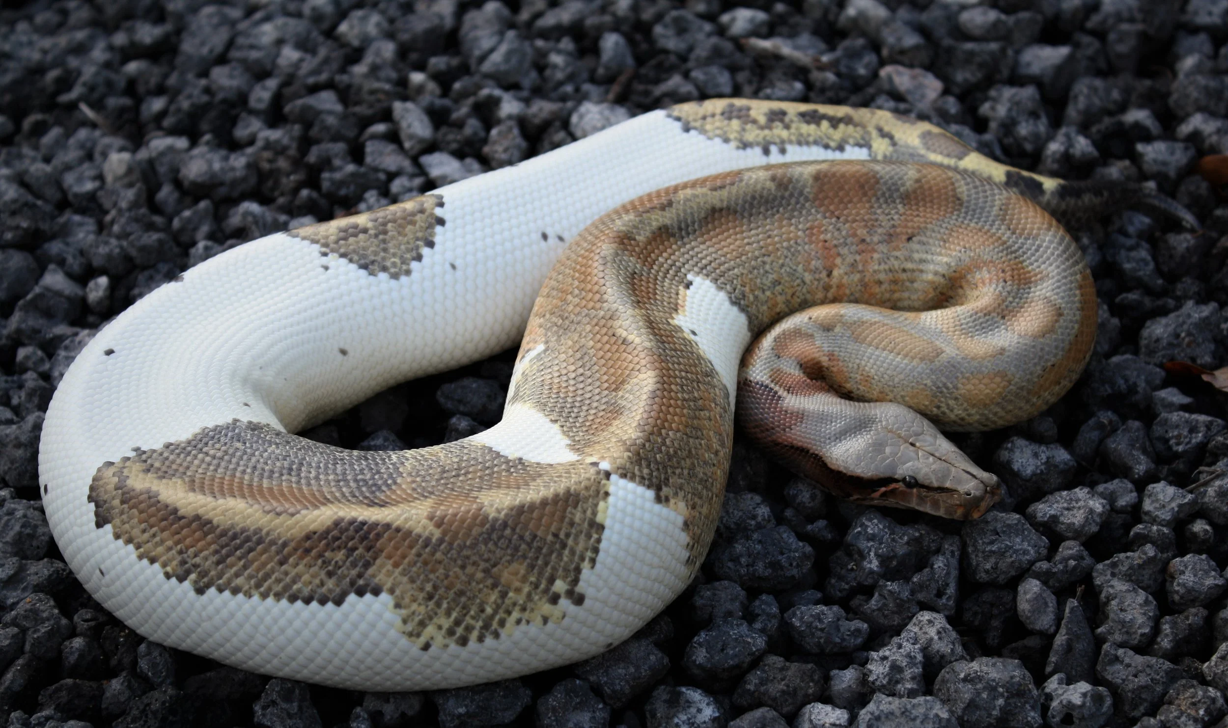 Pied Progression from March-October — Cold Blooded Earth