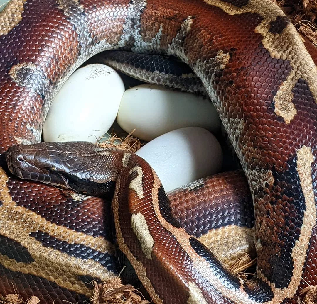 2021 Male CBE Stripe Golden Eye 66% het T- — Cold Blooded Earth