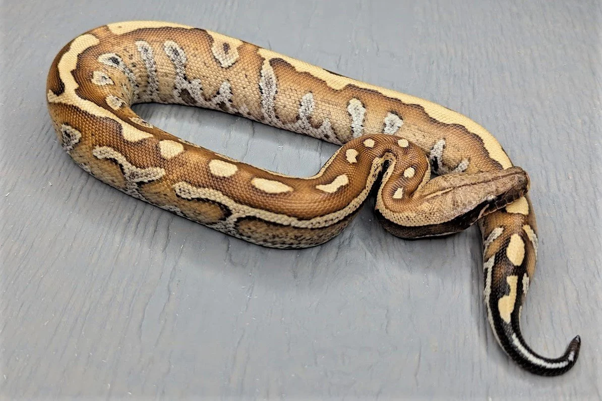 Shop — Cold Blooded Earth