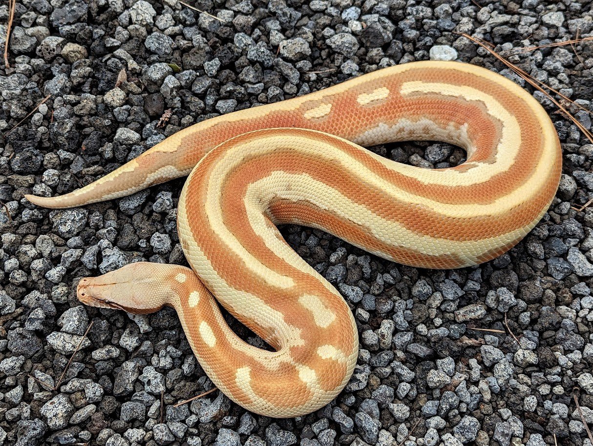 Breeders — Cold Blooded Earth