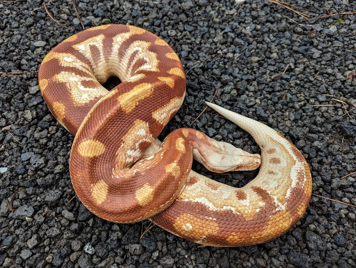 Breeders — Cold Blooded Earth