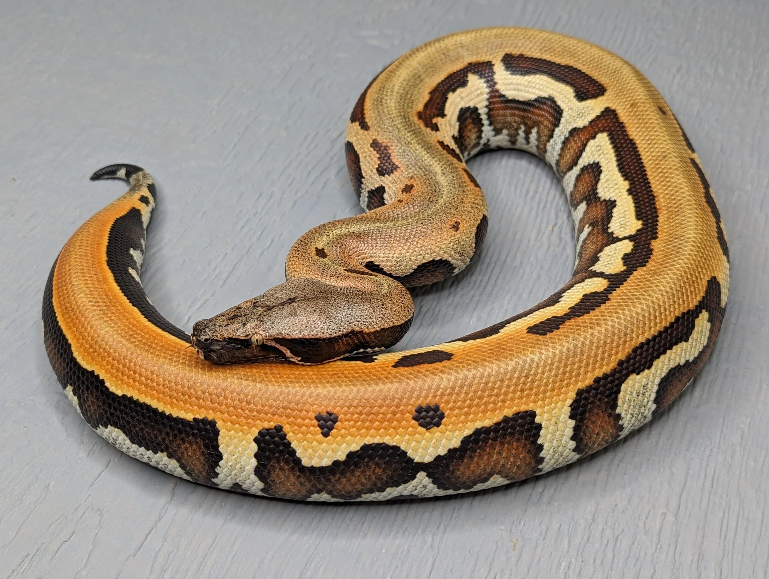 Shop — Cold Blooded Earth