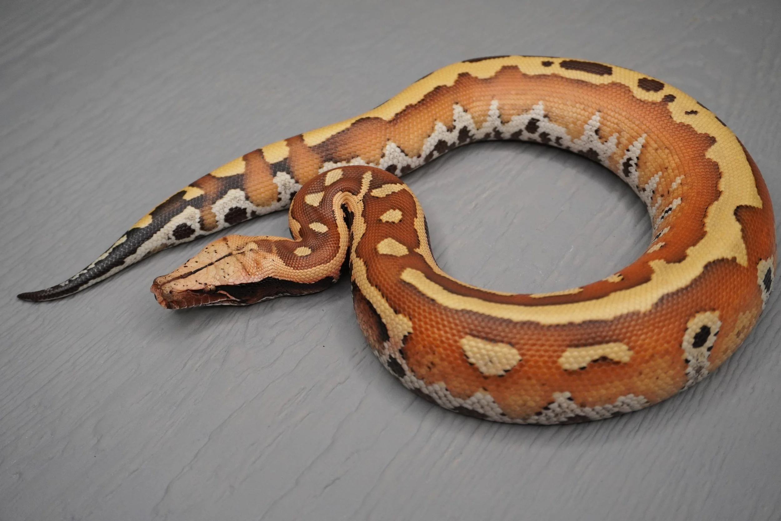 Shop — Cold Blooded Earth