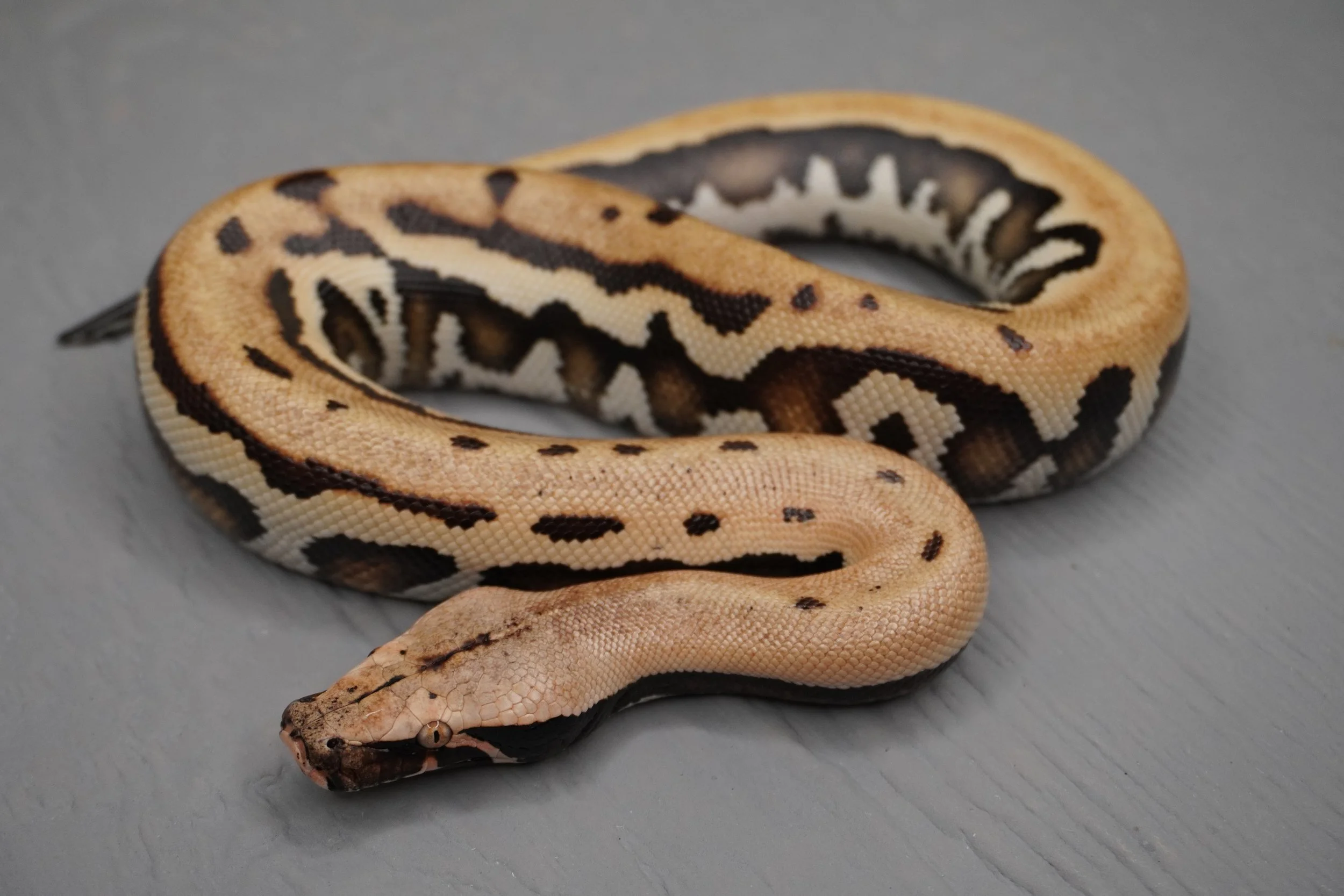 Shop — Cold Blooded Earth