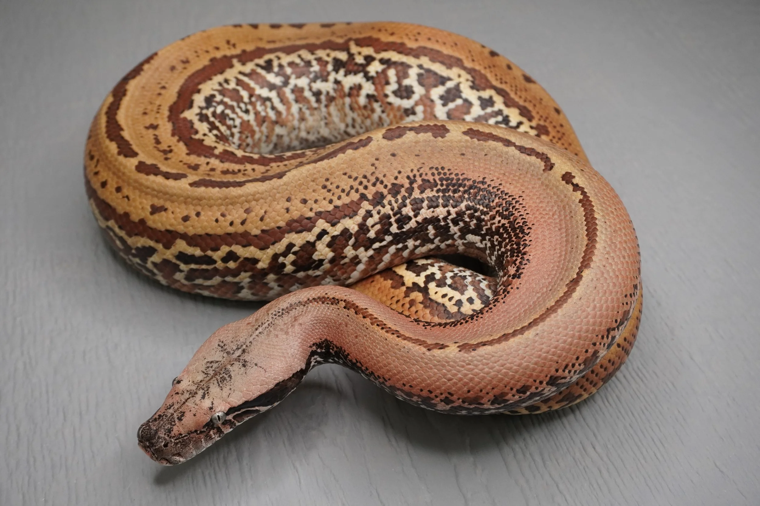 Shop — Cold Blooded Earth