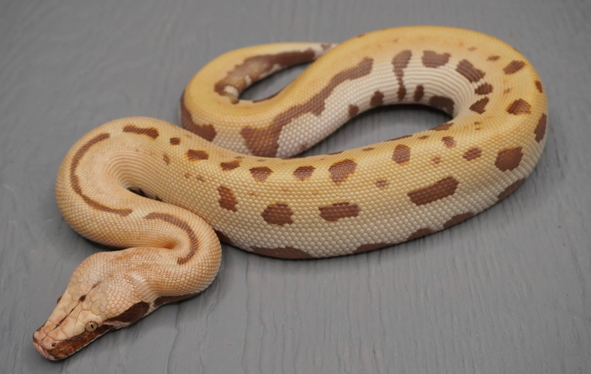 Shop — Cold Blooded Earth