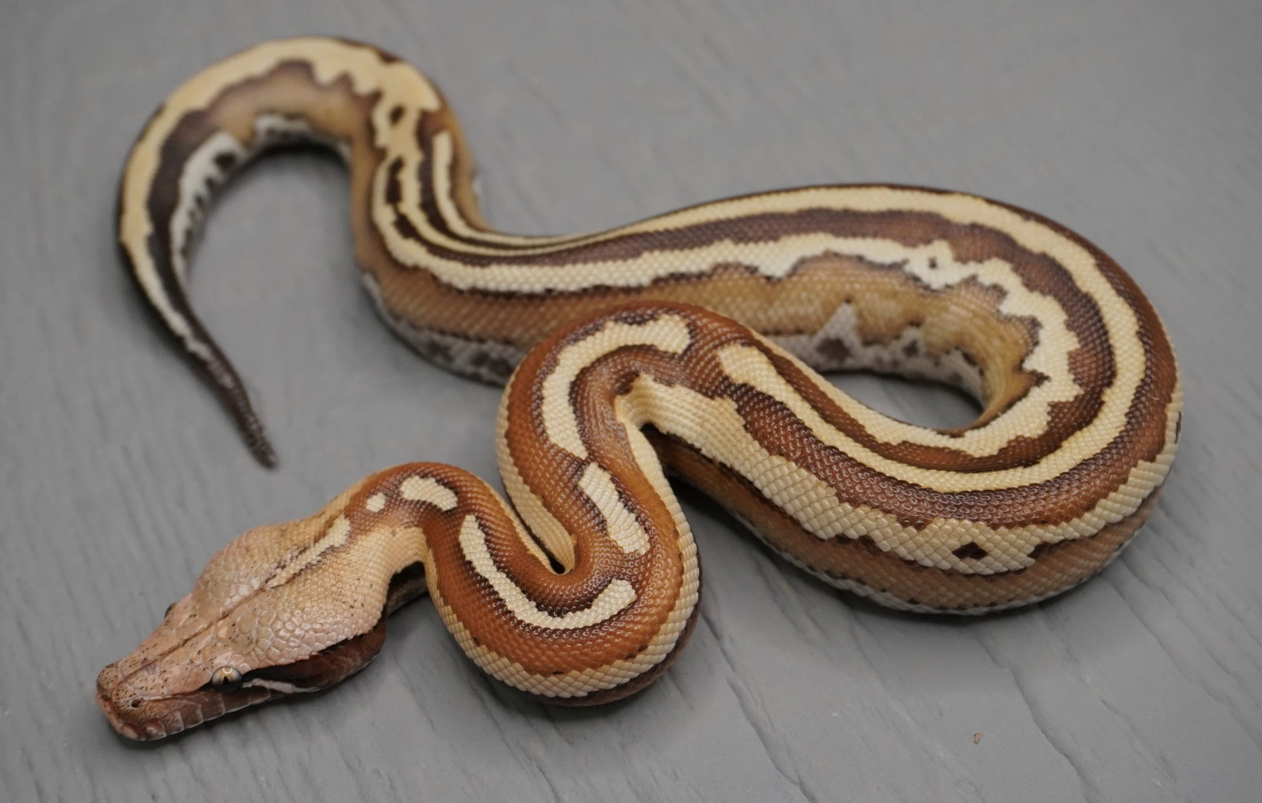 Shop — Cold Blooded Earth