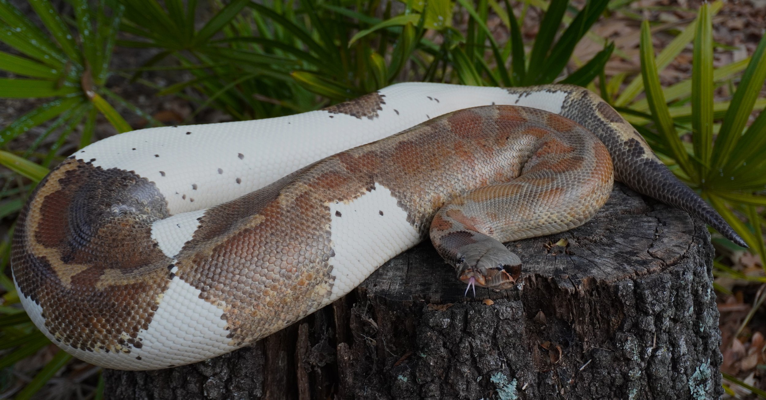 Cold Blooded Earth