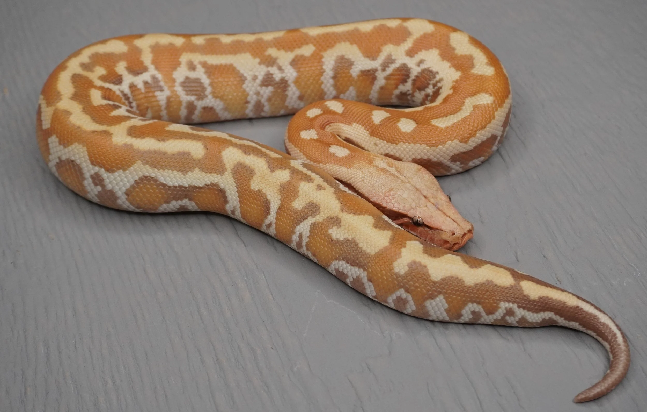 Shop — Cold Blooded Earth
