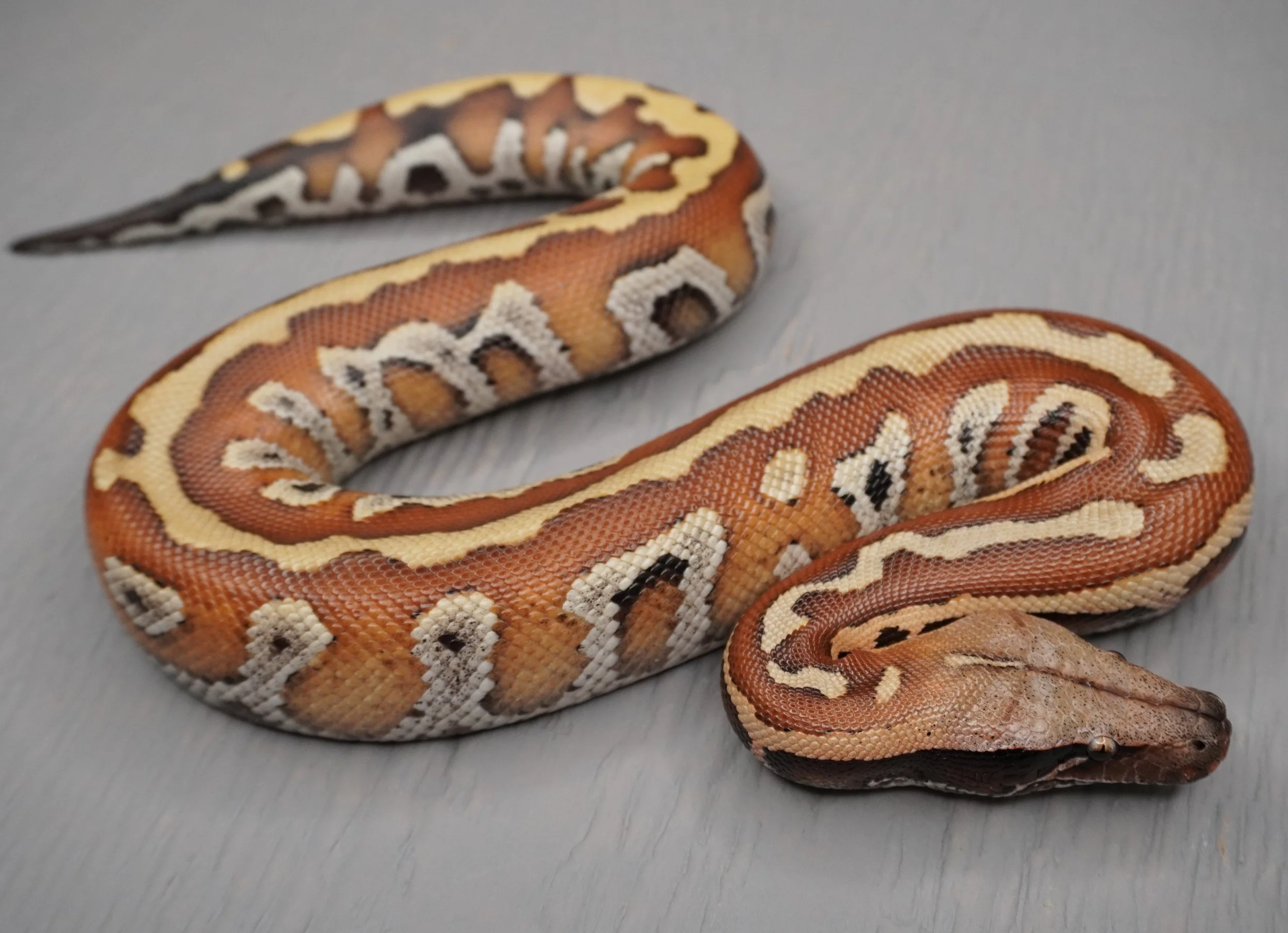 Shop — Cold Blooded Earth