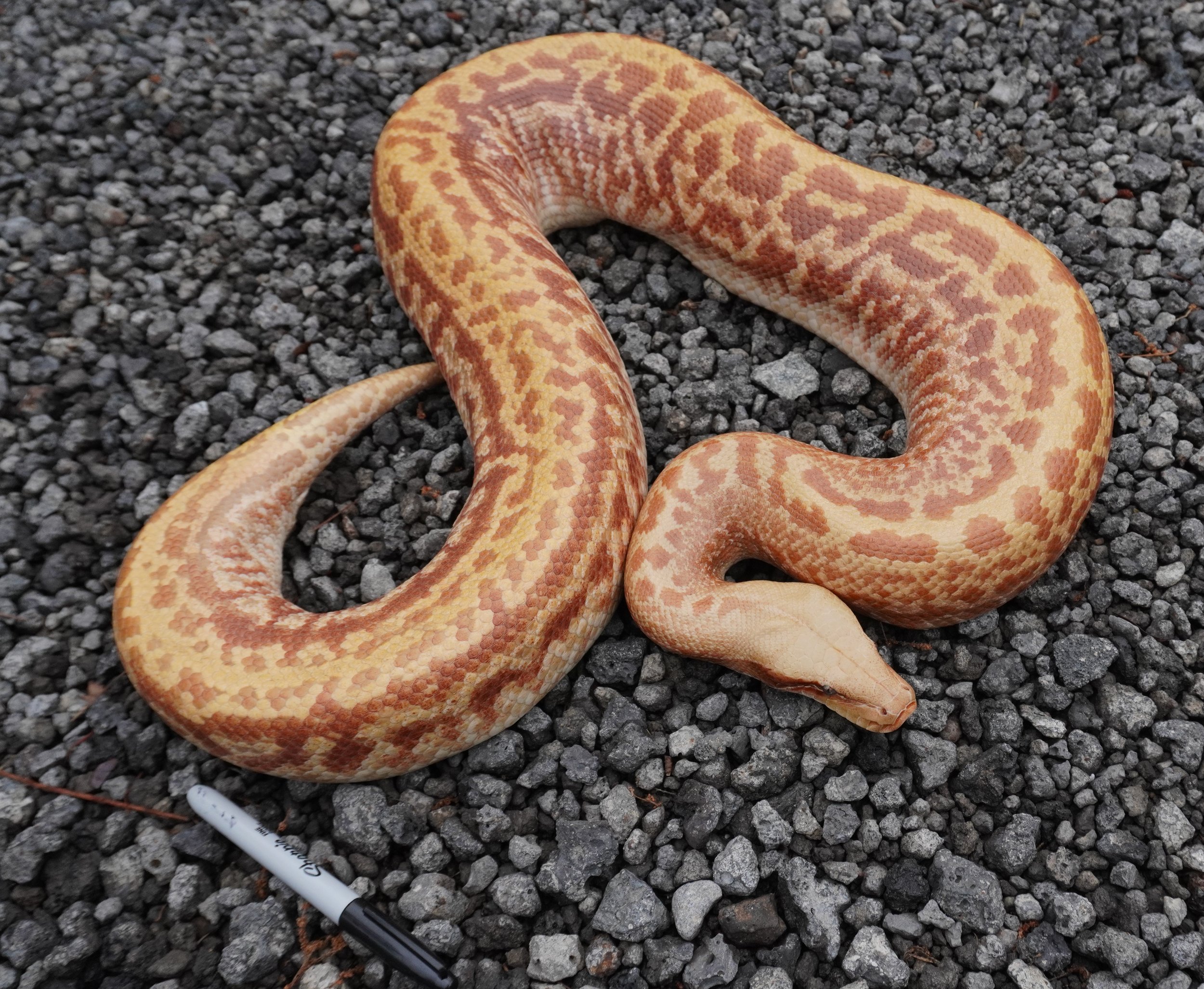 Shop — Cold Blooded Earth