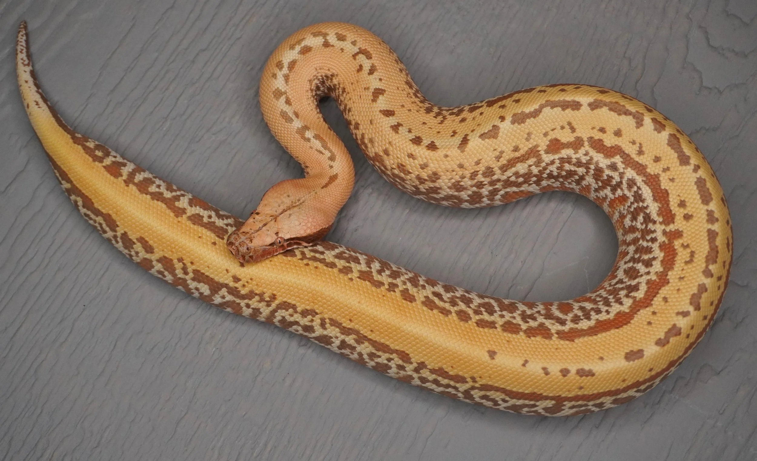 Shop — Cold Blooded Earth