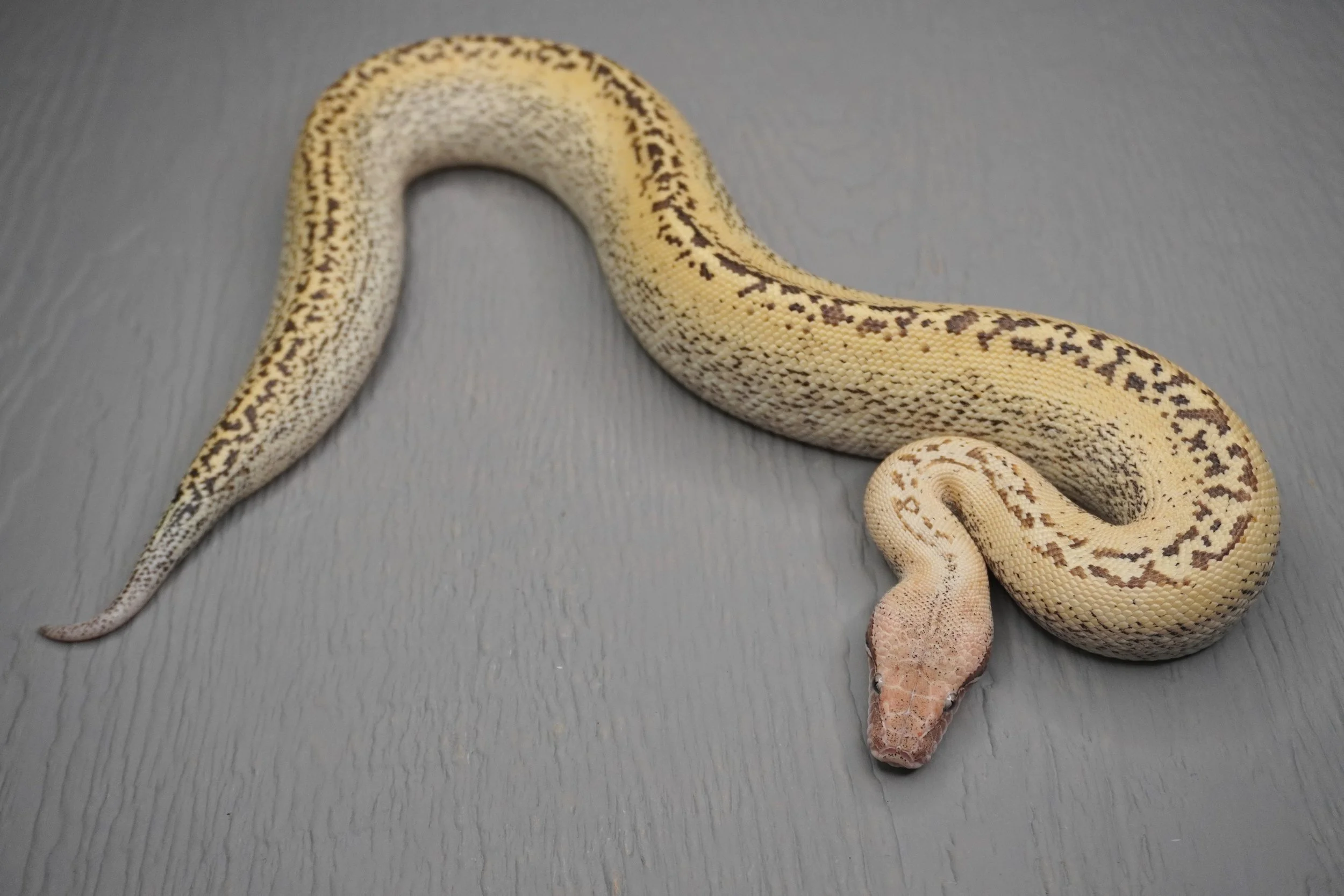 Shop — Cold Blooded Earth