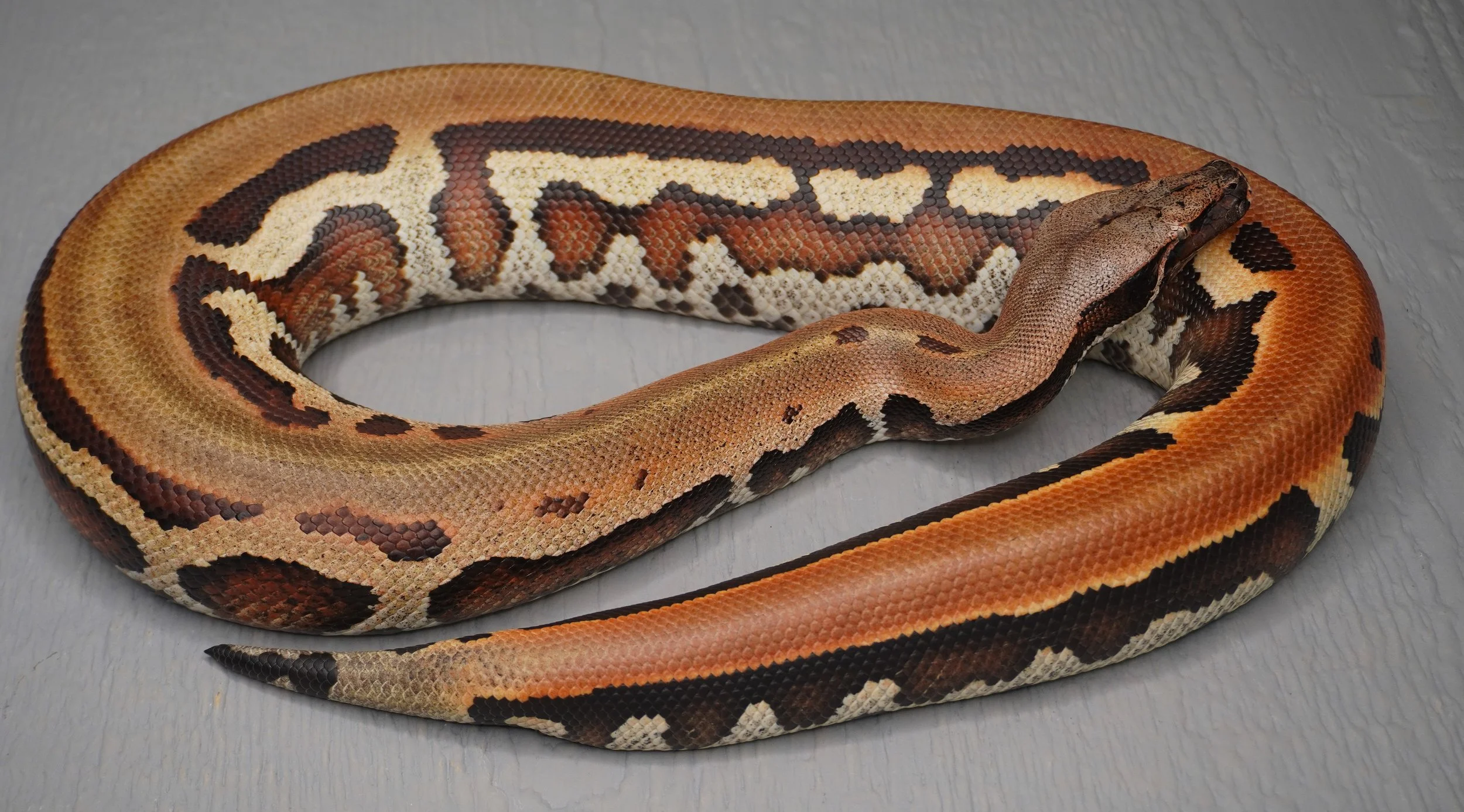 Shop — Cold Blooded Earth