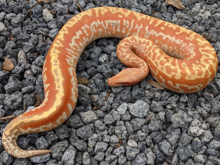 Journal — Cold Blooded Earth