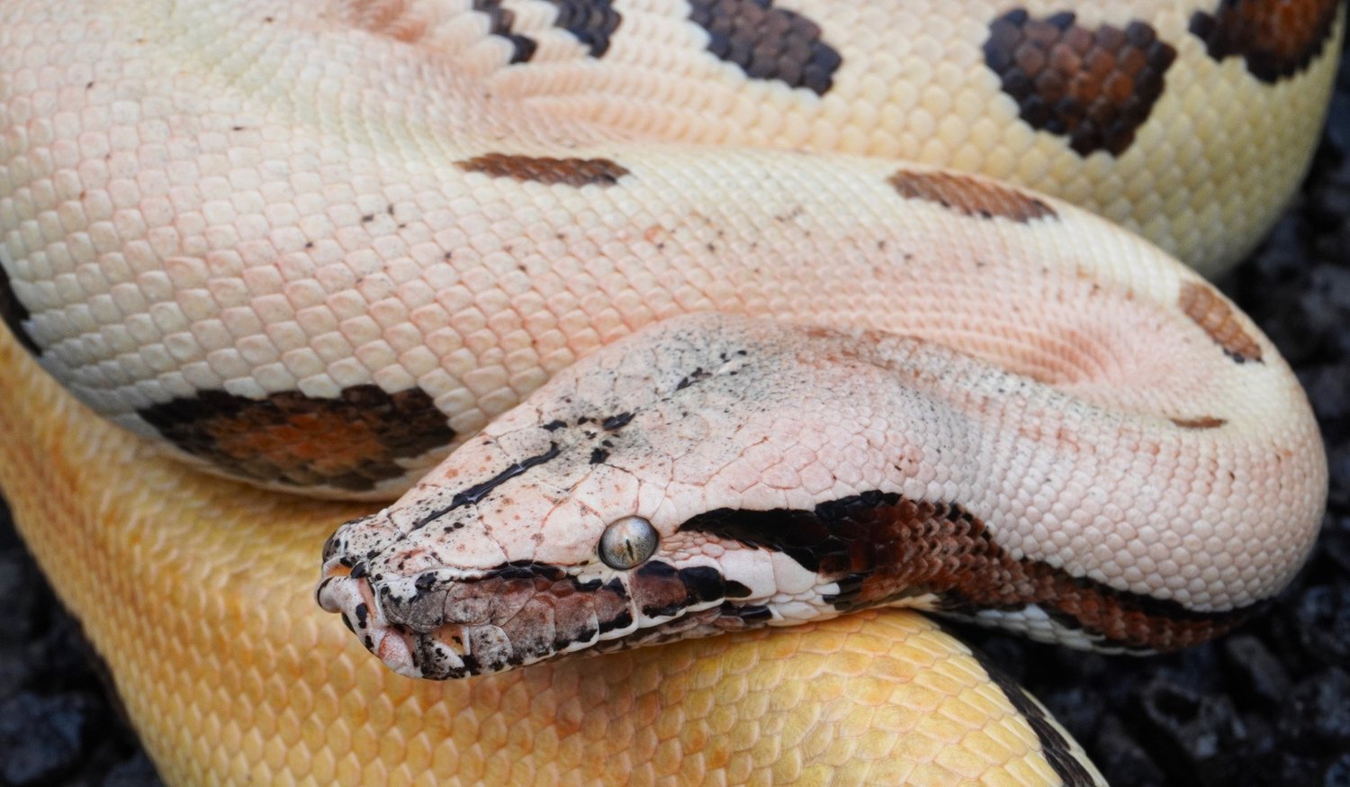 Journal — Cold Blooded Earth