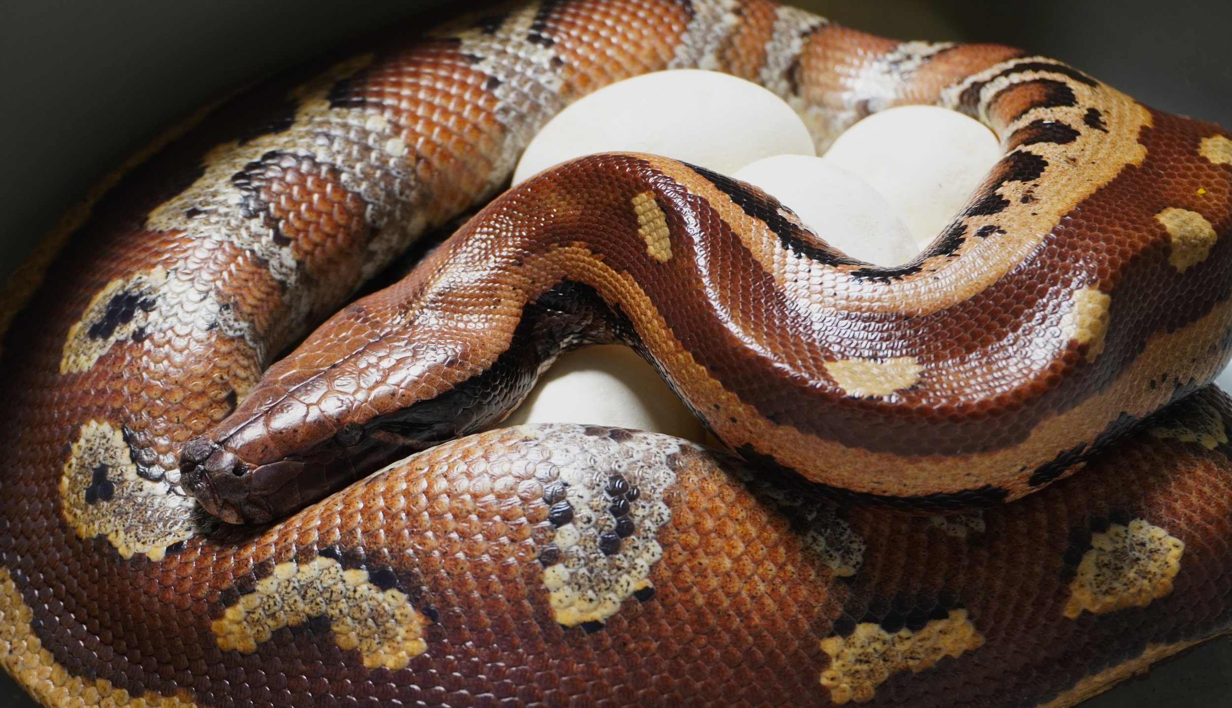 Journal — Cold Blooded Earth