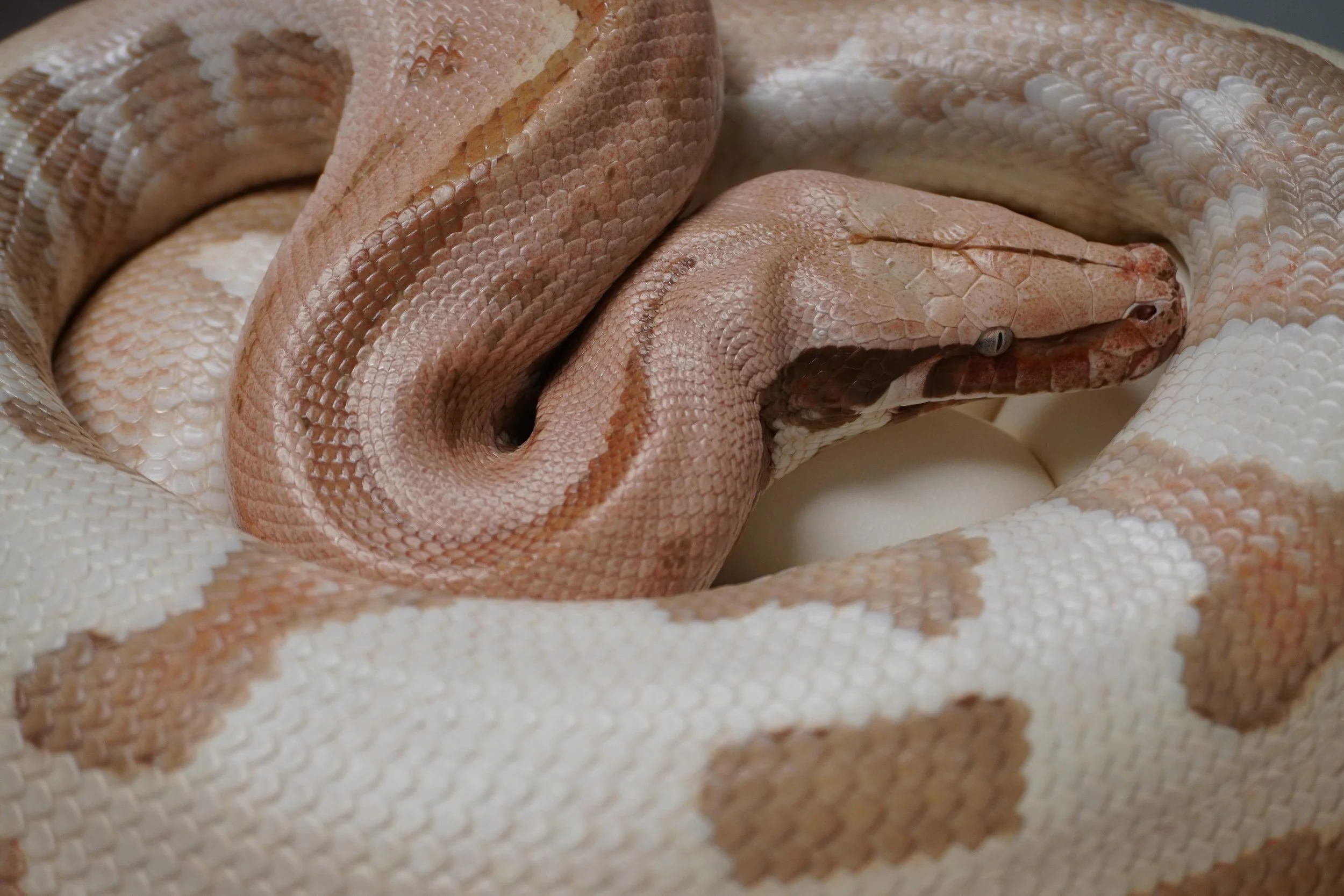 Journal — Cold Blooded Earth