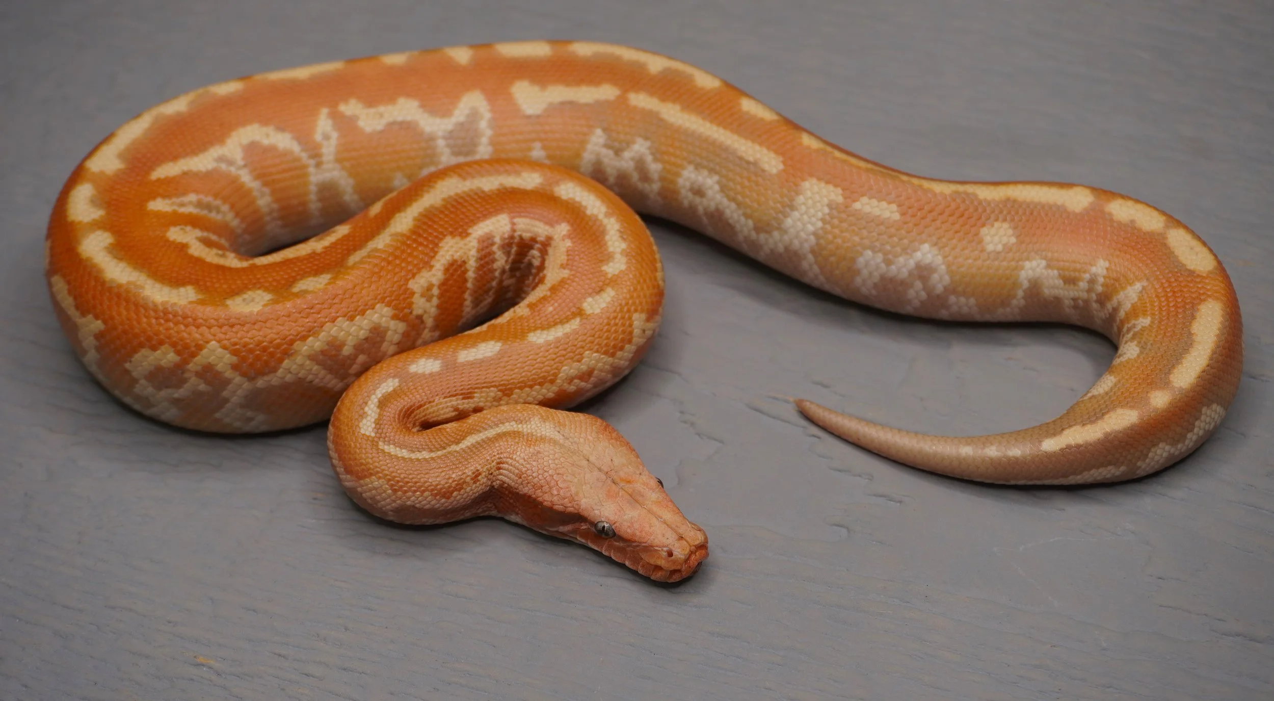 Shop — Cold Blooded Earth