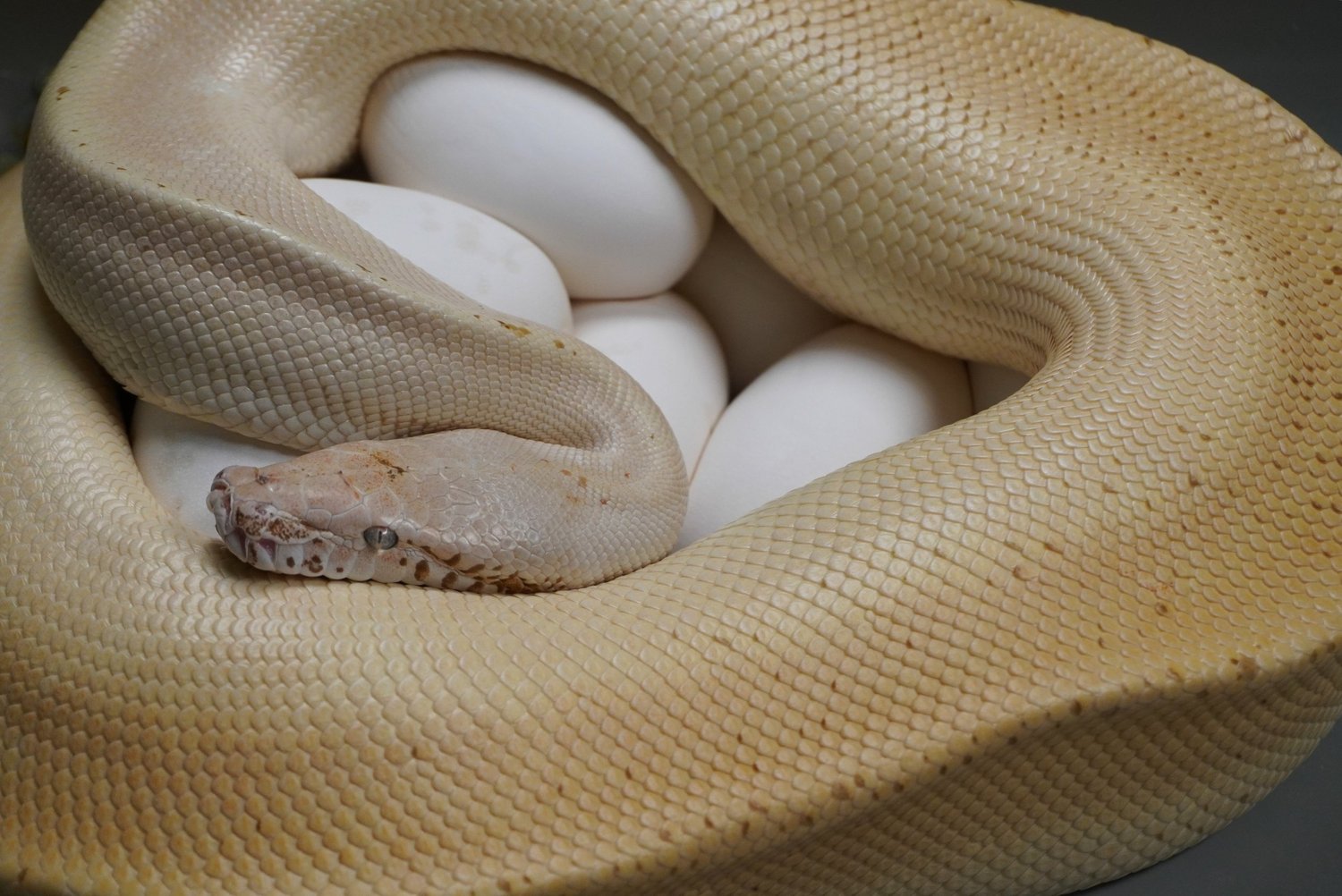 Journal — Cold Blooded Earth