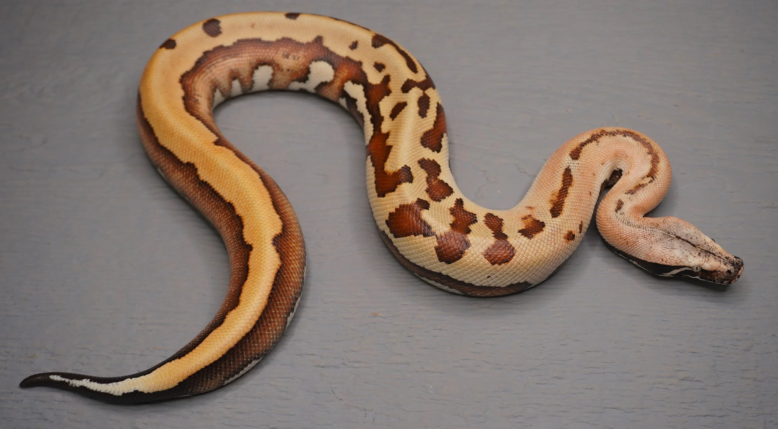 Shop — Cold Blooded Earth