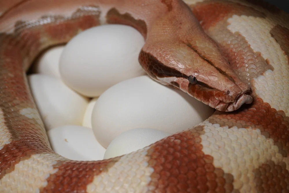 Journal — Cold Blooded Earth