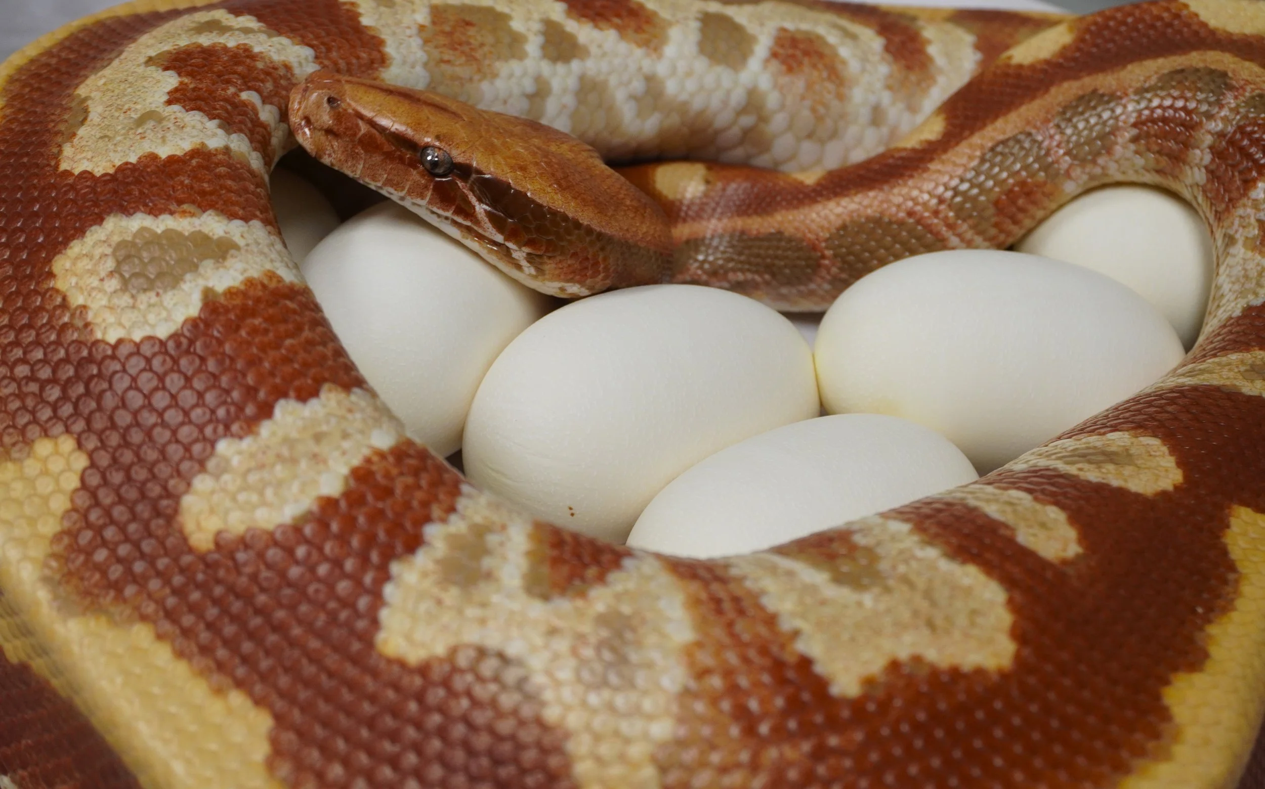 Journal — Cold Blooded Earth