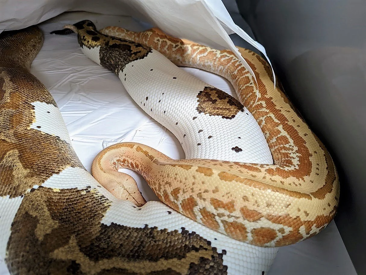 A New Chapter: The Pied Project — Cold Blooded Earth