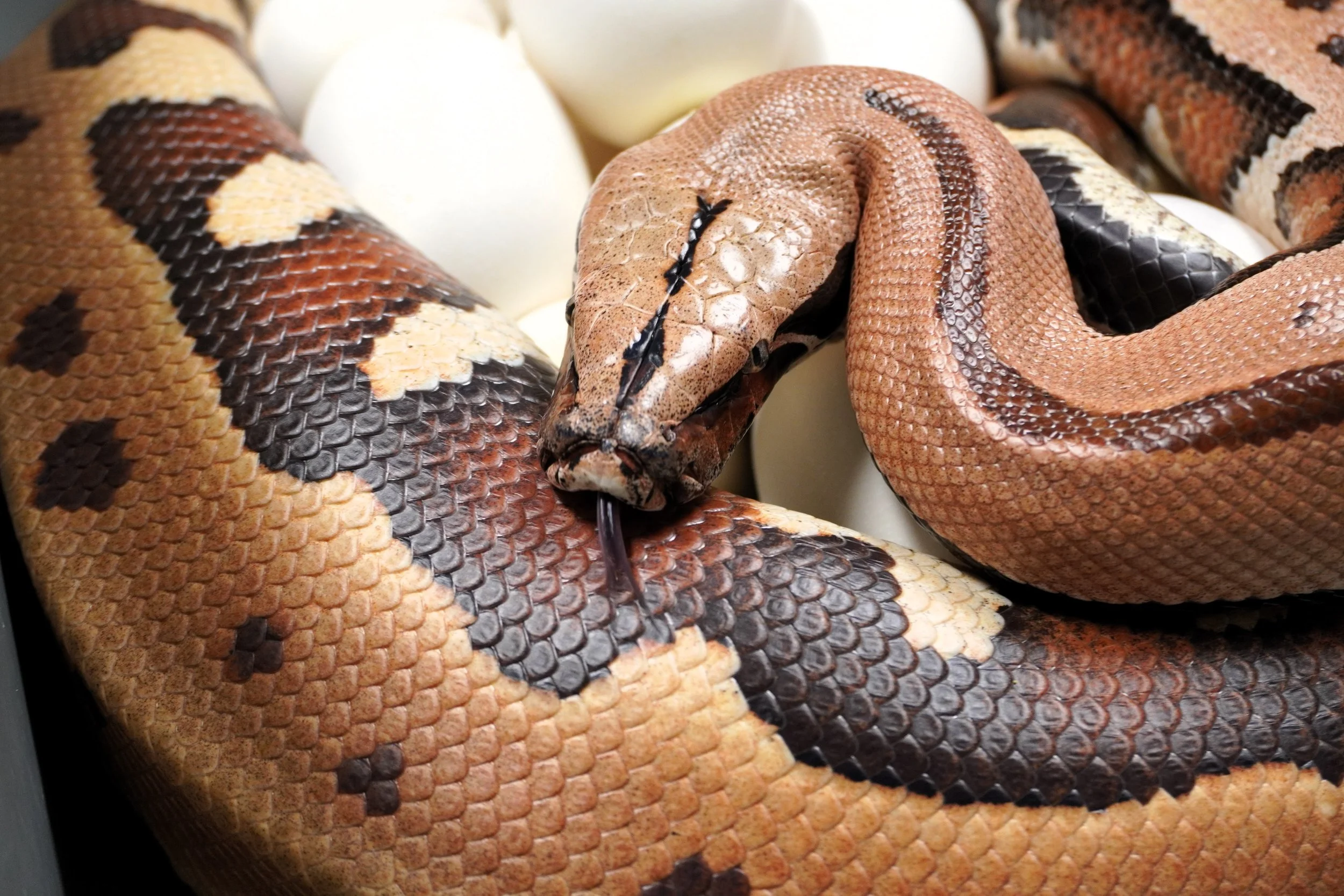 Journal — Cold Blooded Earth