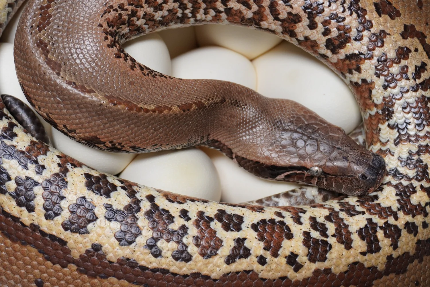 Journal — Cold Blooded Earth