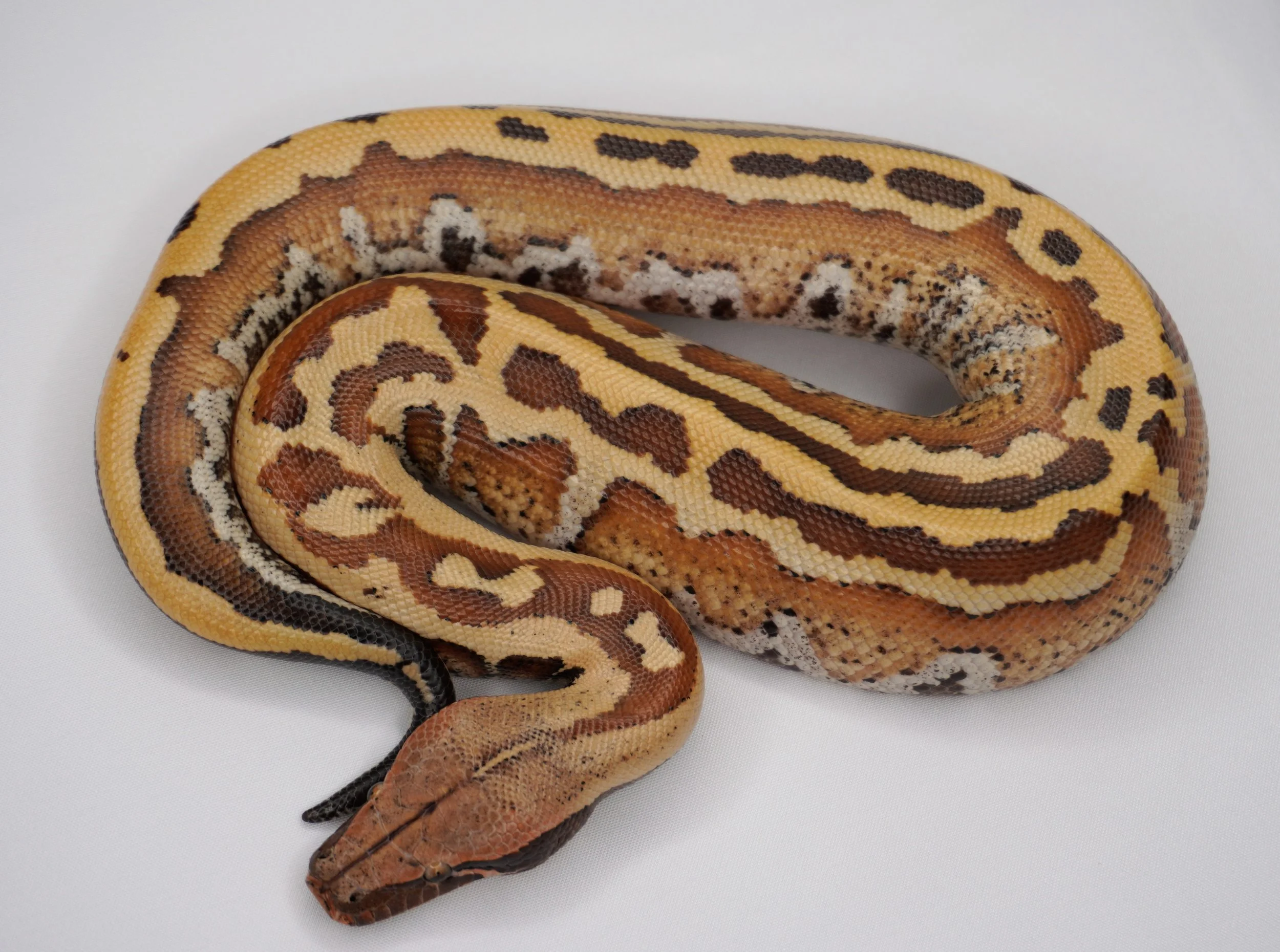 2023 Season Recap — Cold Blooded Earth