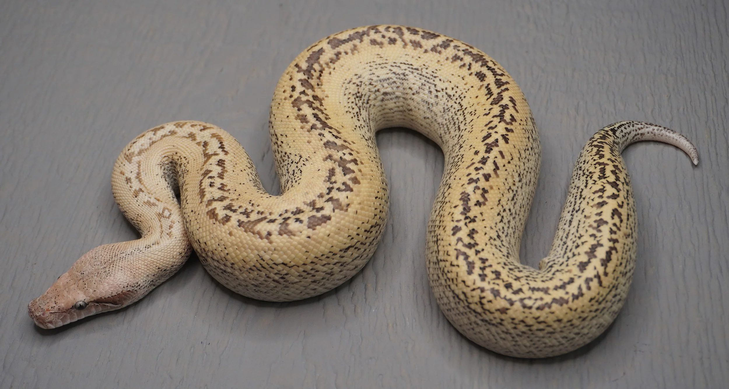 Shop — Cold Blooded Earth