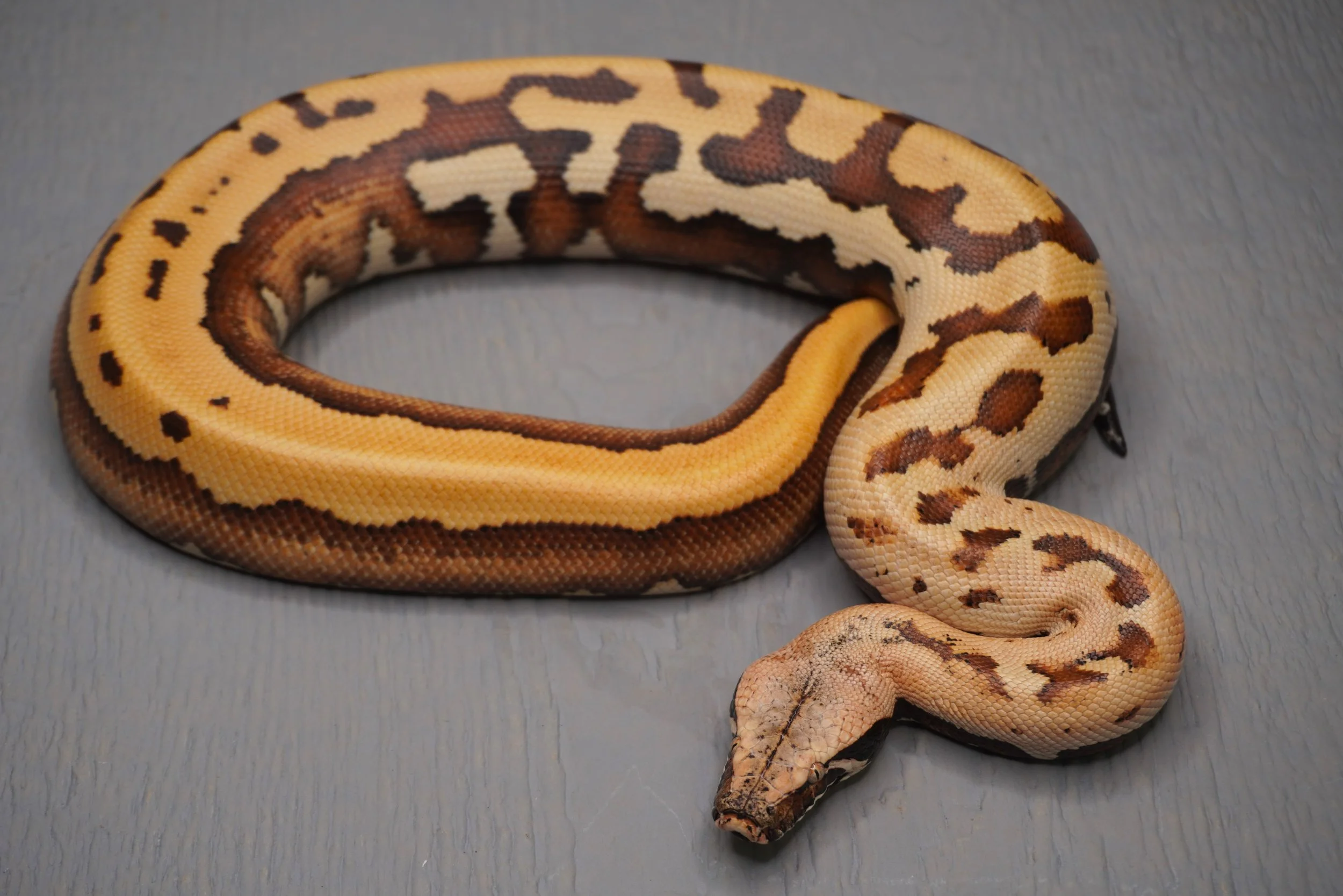 Shop — Cold Blooded Earth