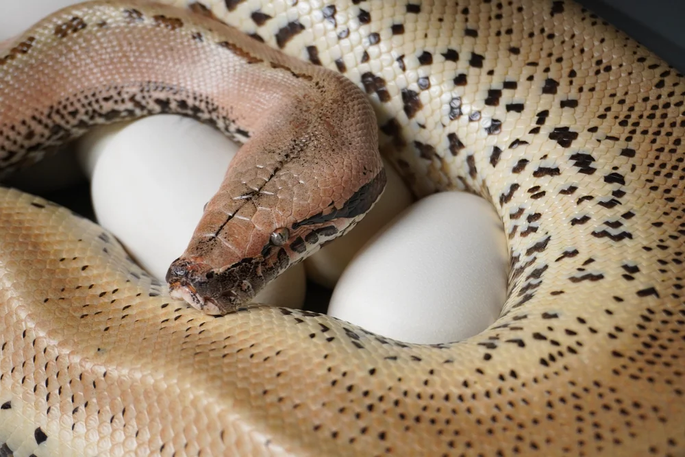 Journal — Cold Blooded Earth