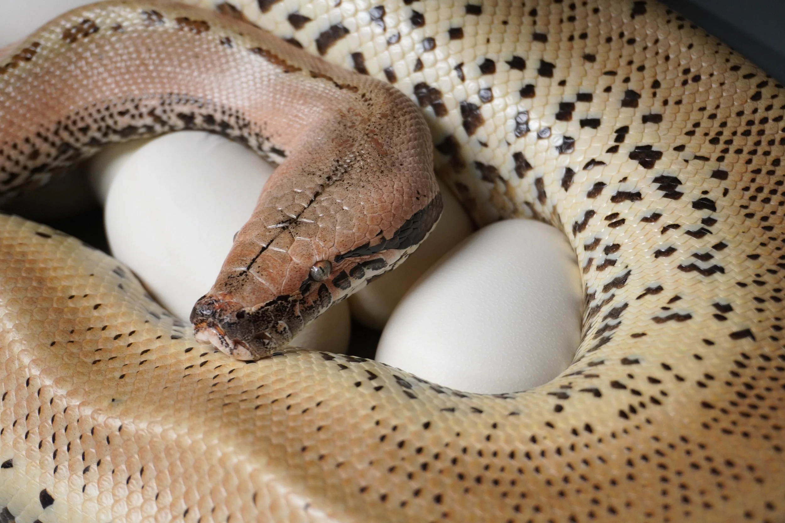 Journal — Cold Blooded Earth