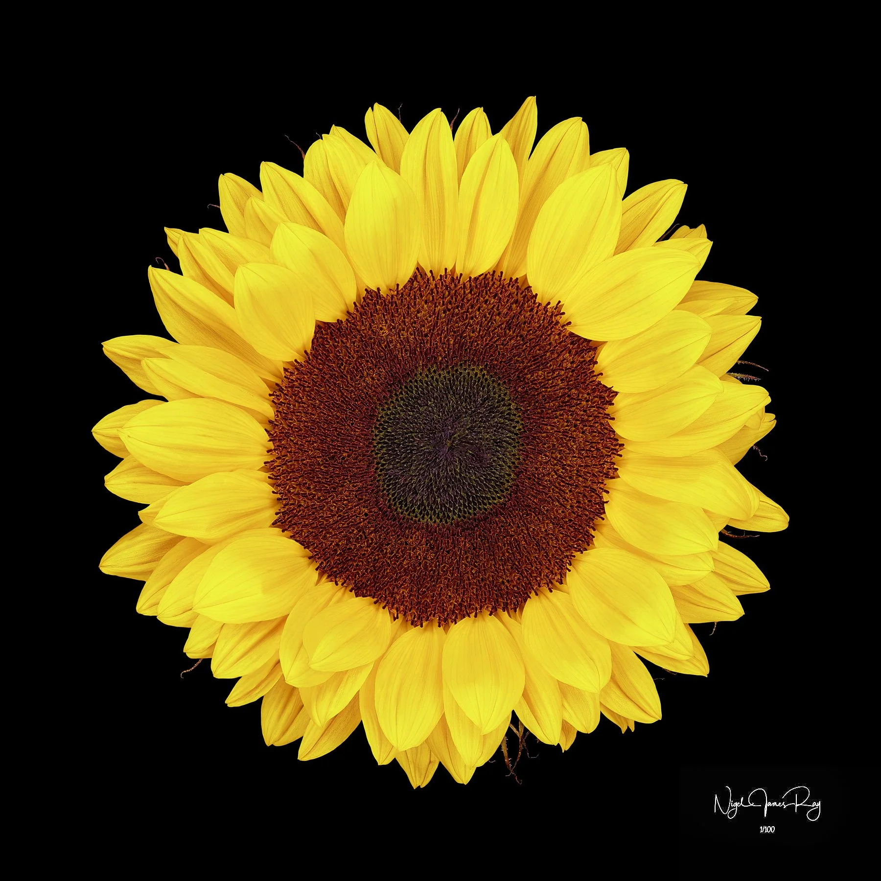 Nigel James Ray Contemporary Floral and Botanical Art