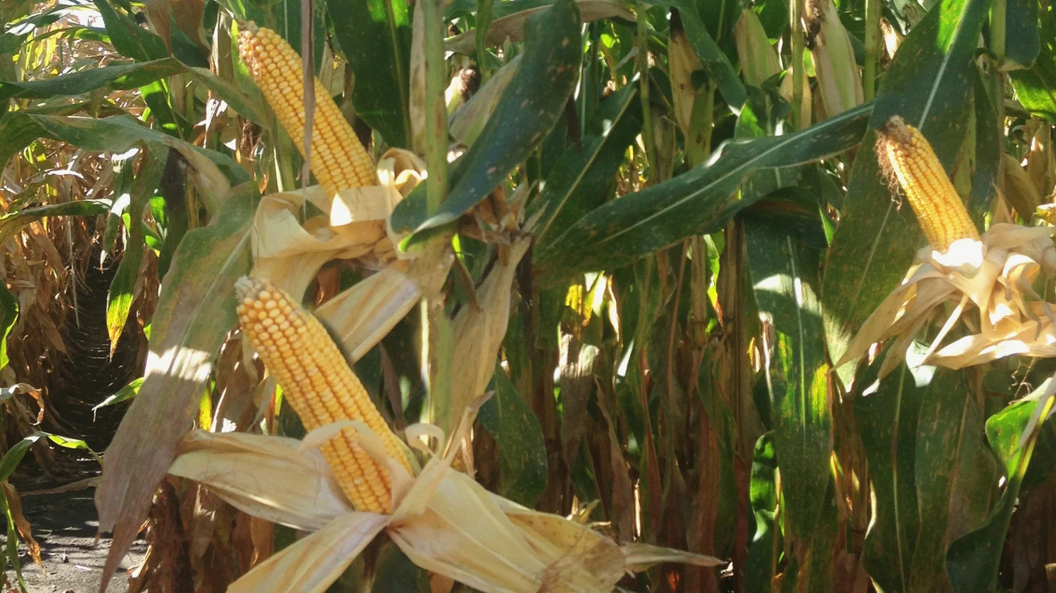 Seed Genetics Direct