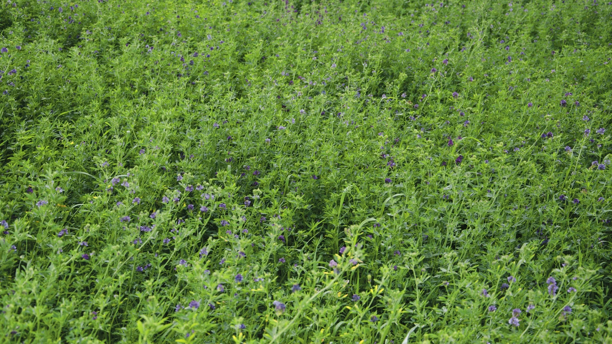 Seed Genetics Direct