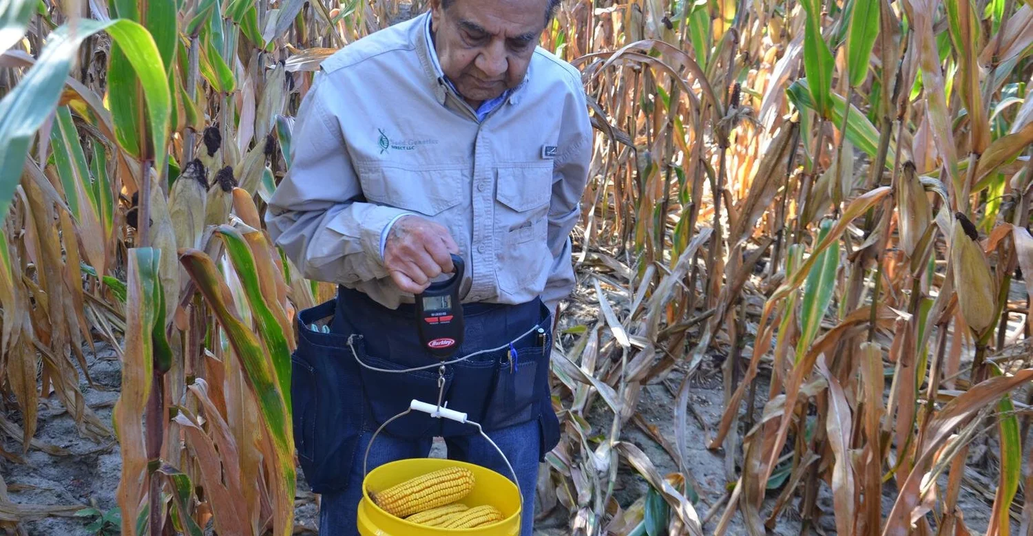 How long can emergence be delayed before yield is affected? — Seed ...