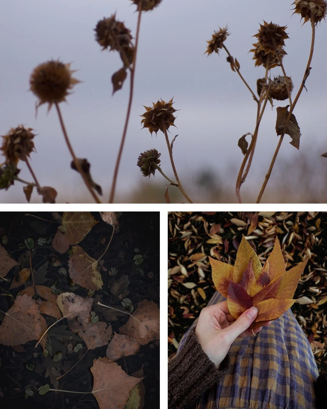 November: Field Frolicking — Taryn Knight Illustration