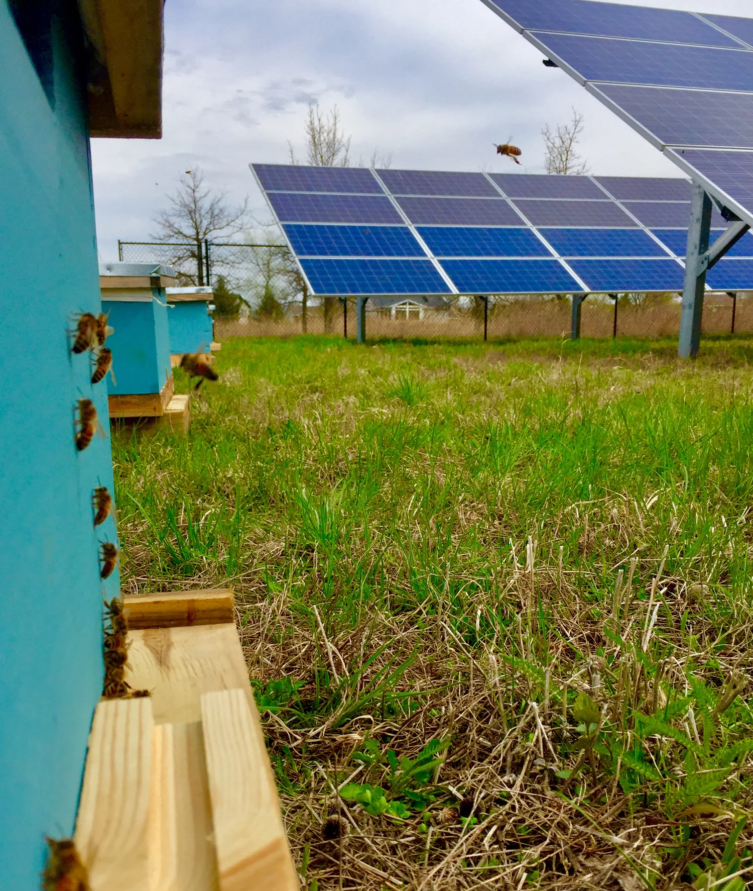 Photography — Solar Honey