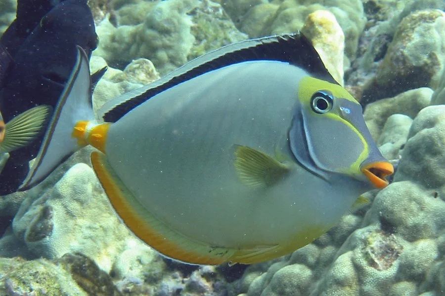 Molokini Fish Guide