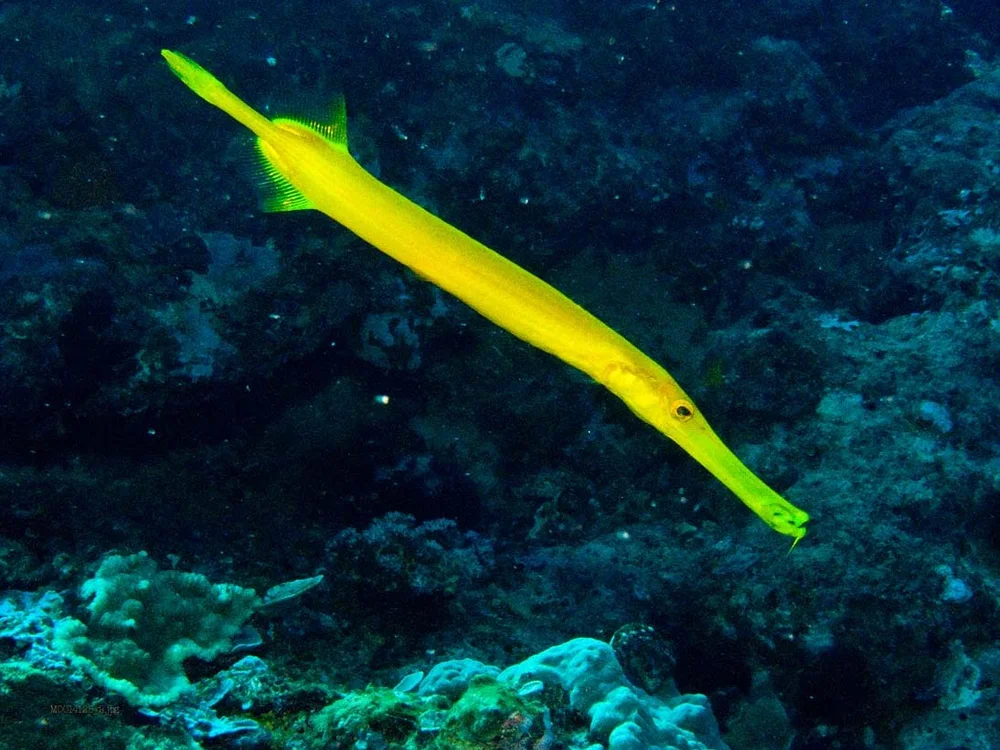 Molokini Fish Guide